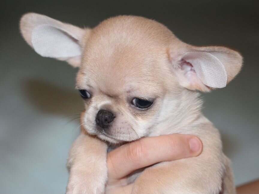 Чихуахуа изабелла мальчик
