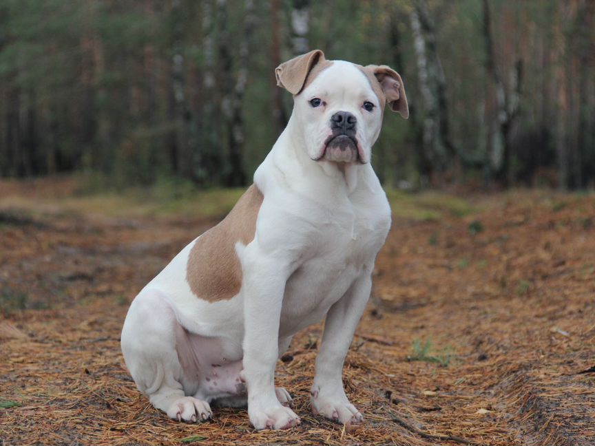 Американский бульдог