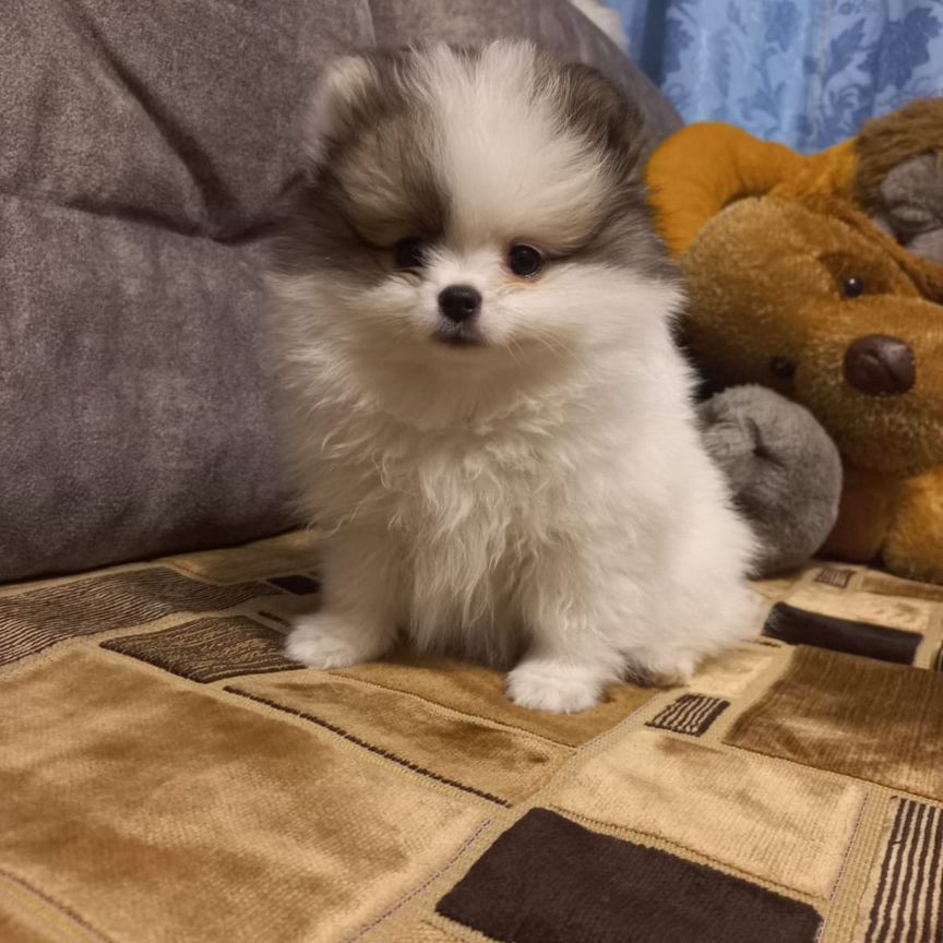 Немецкий шпиц