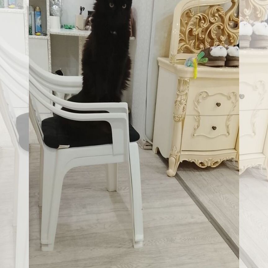 Мейн-кун котёнок