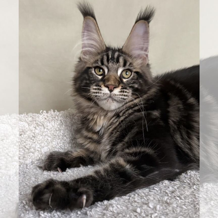 Мейн-кун котёнок