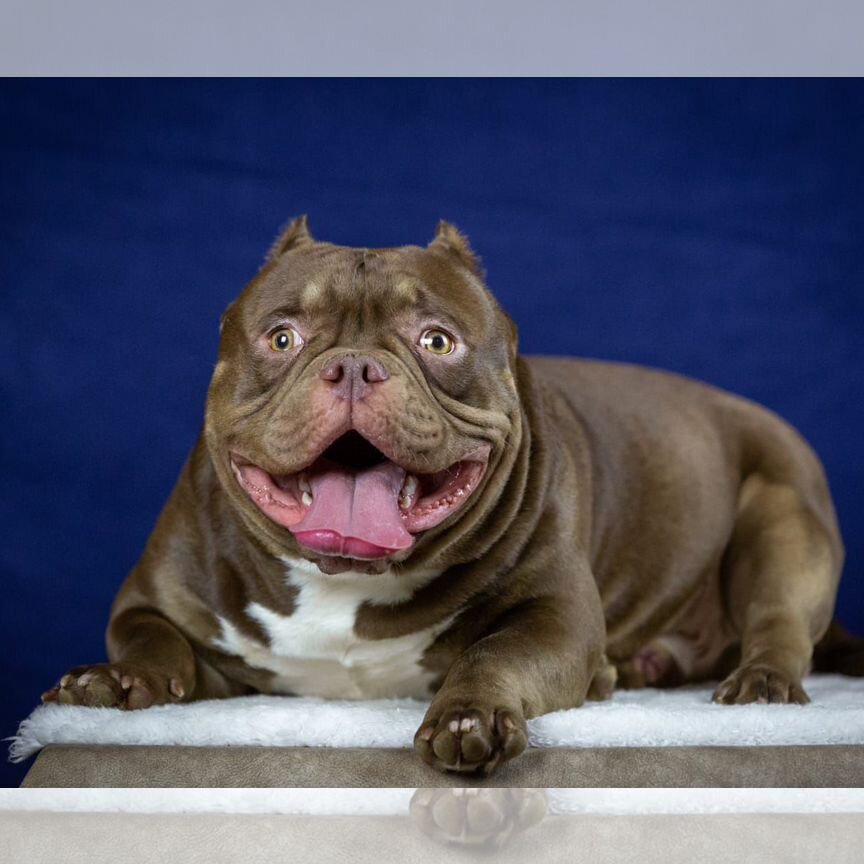 Американский булли, взрослая собака