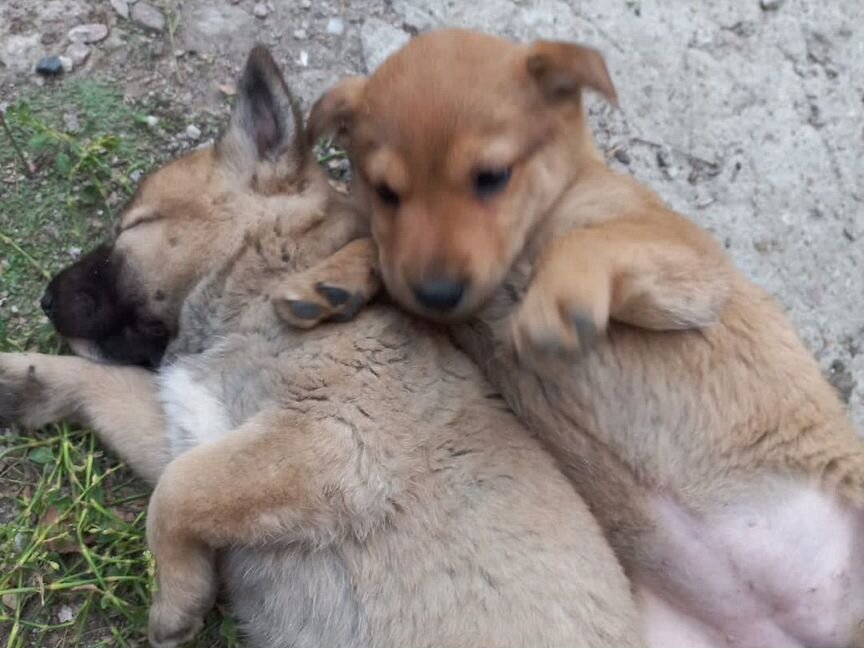 Щенки ищут дом