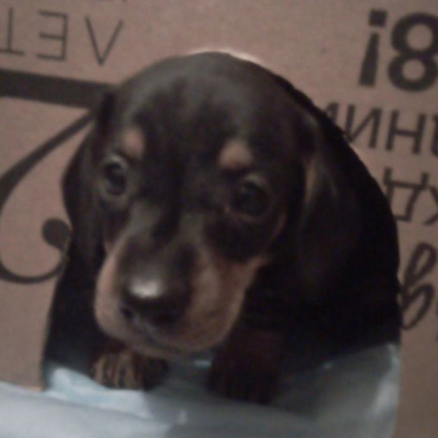 Такса, щенок