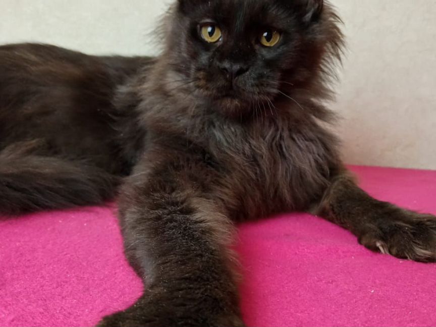 Черный Мейн-кун полидакт