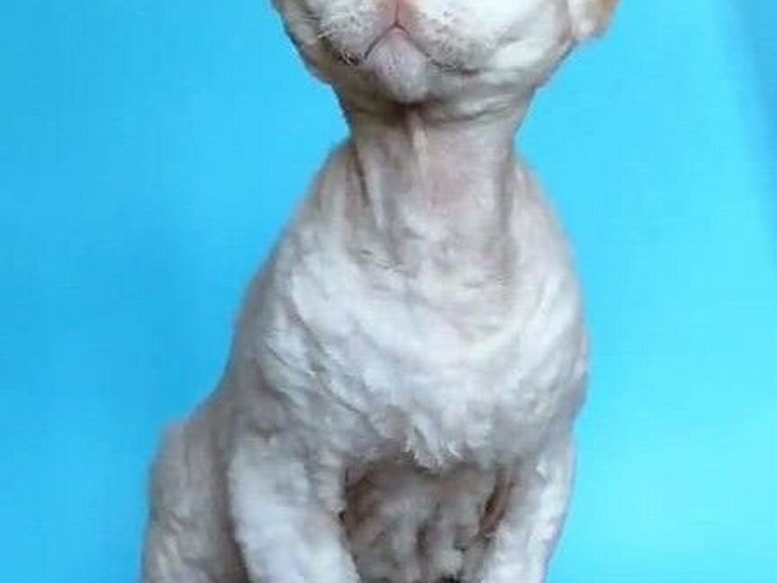 Девон рекс лиловый мальчик