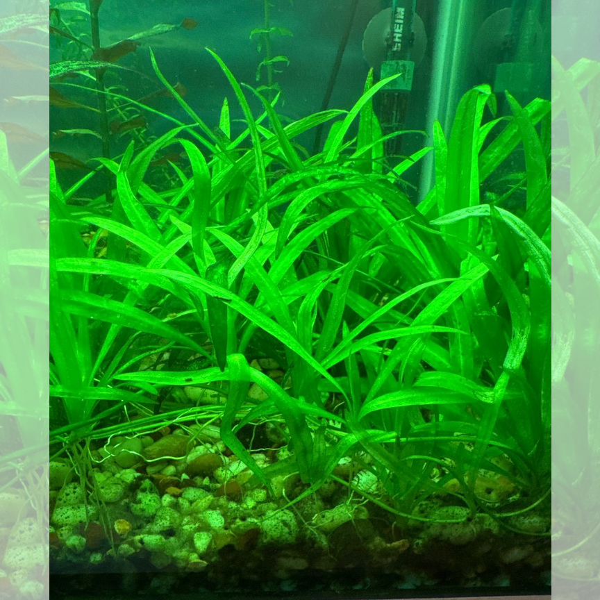 Водоросли для аквариума