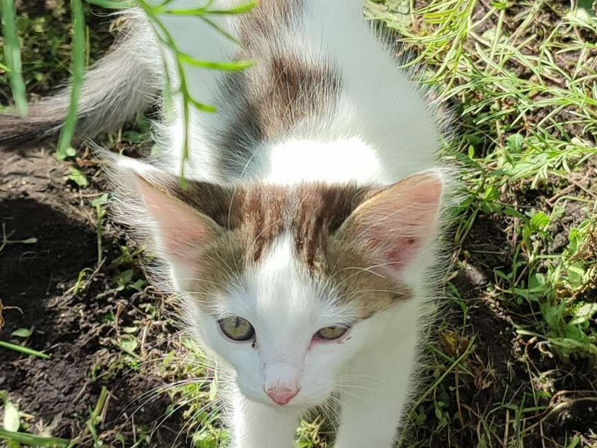 Котята норвежской лесной кошки