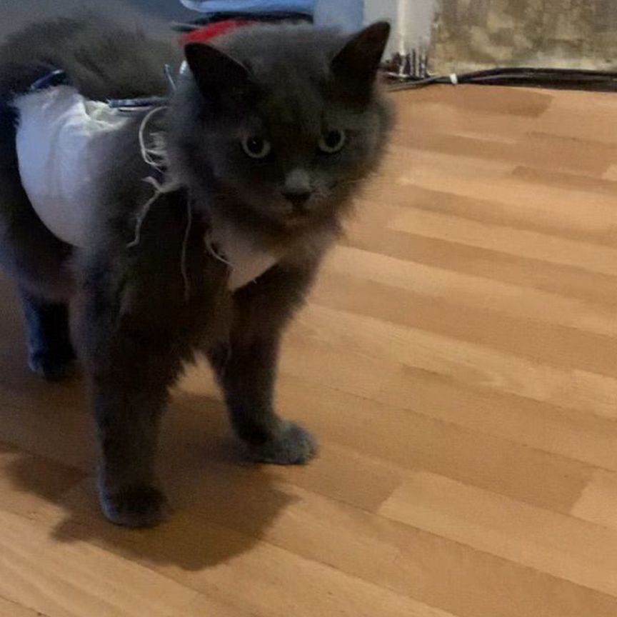 Кошечка породы нибелунг