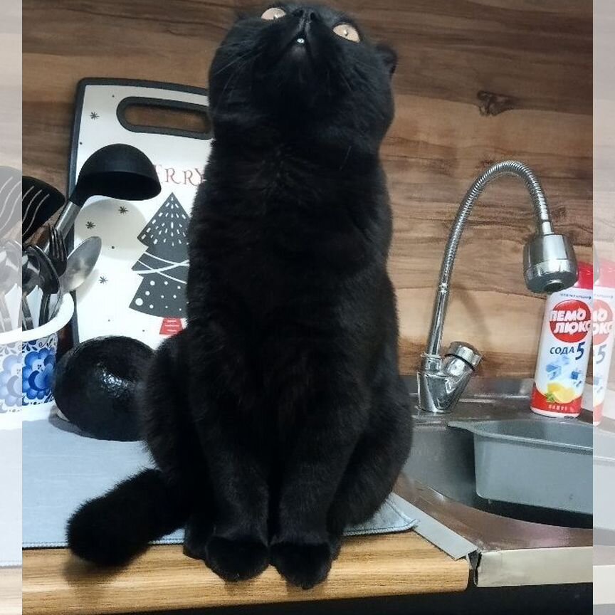 Вязка британских кошек