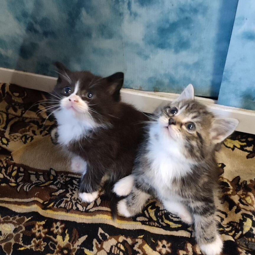 Котята
