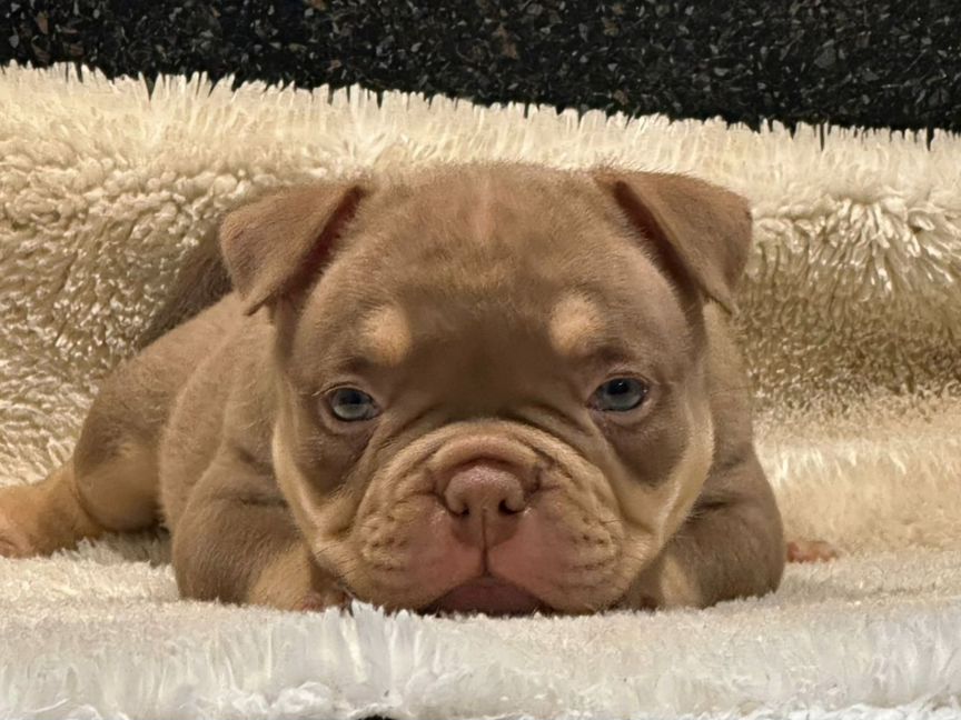 Американский булли