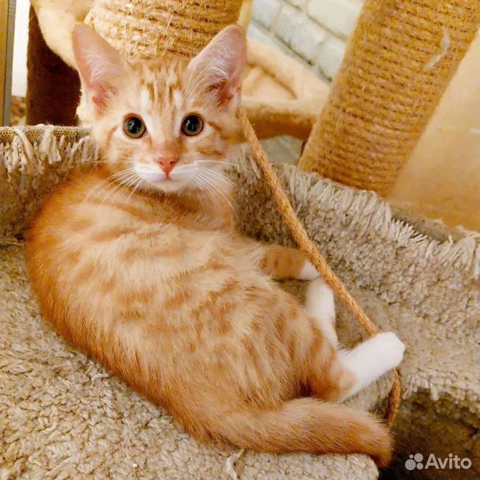 Рыжик в дар