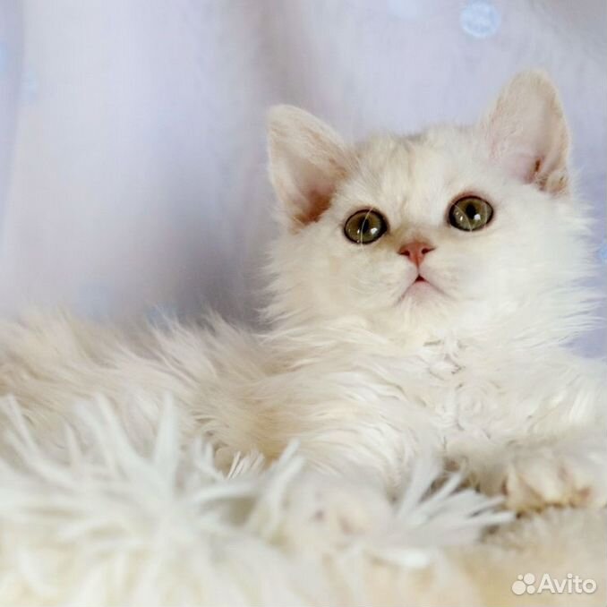 Котёнок селкирк-рекс