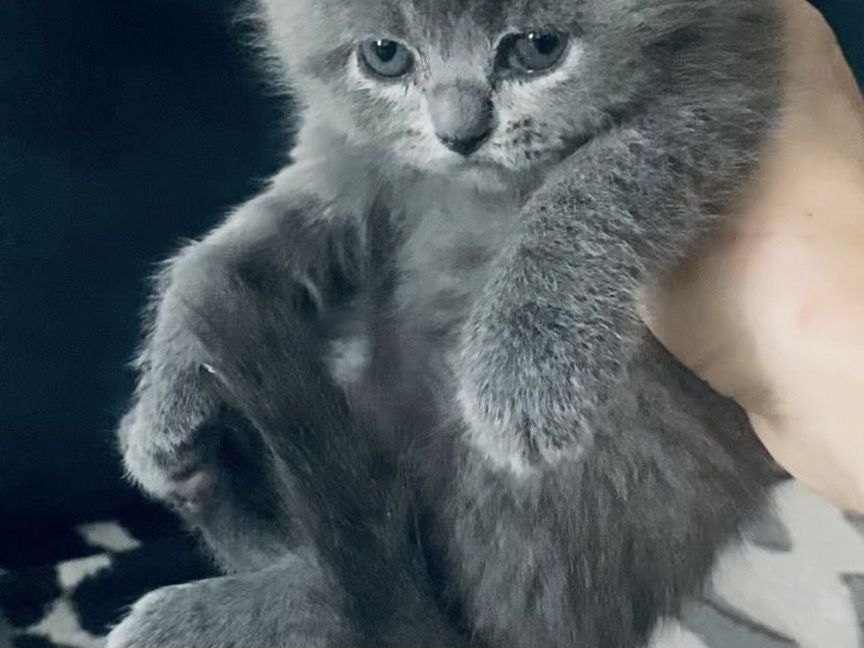 Шотландские котята
