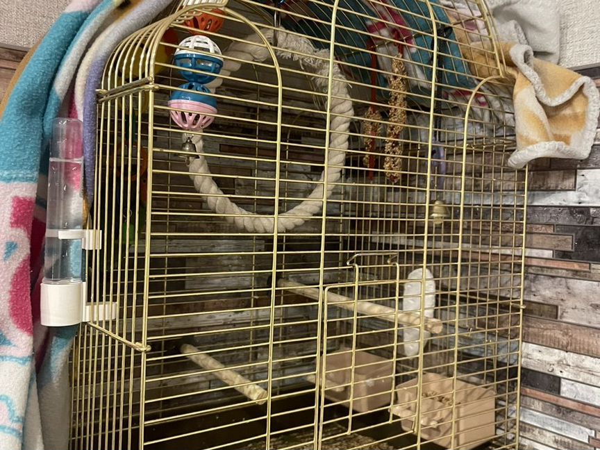 Попугаи Неразлучники (пара ) с клеткой