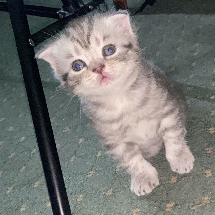 Шотландские вислоухие котята
