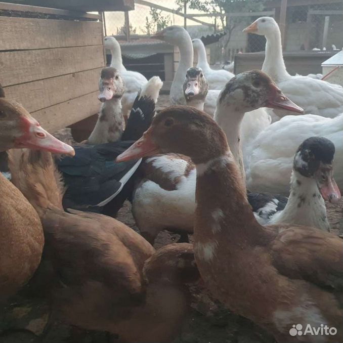 Утята мускусной утки