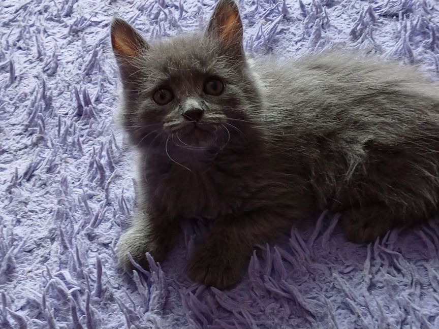 Котята мейн-кун метис
