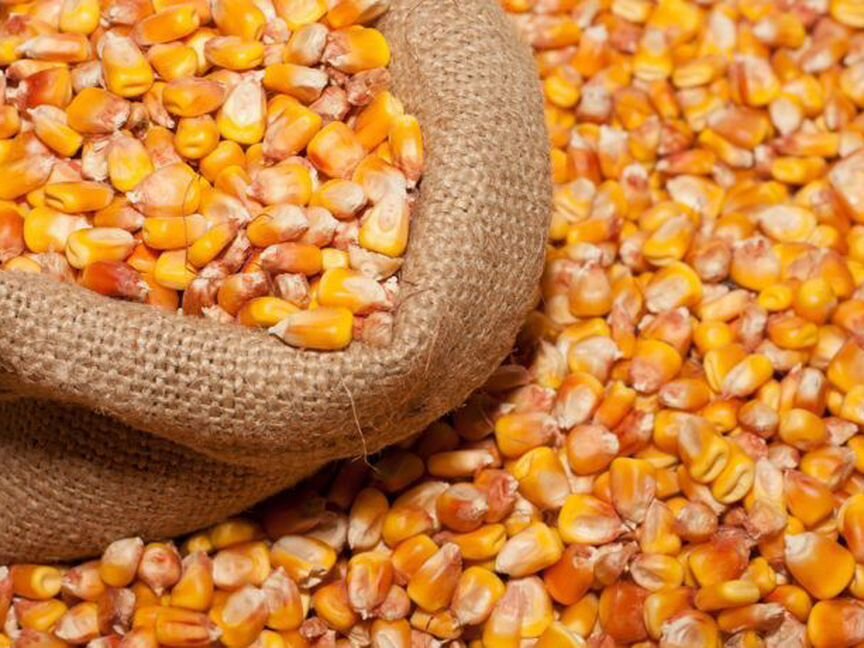 Кукуруза зерно