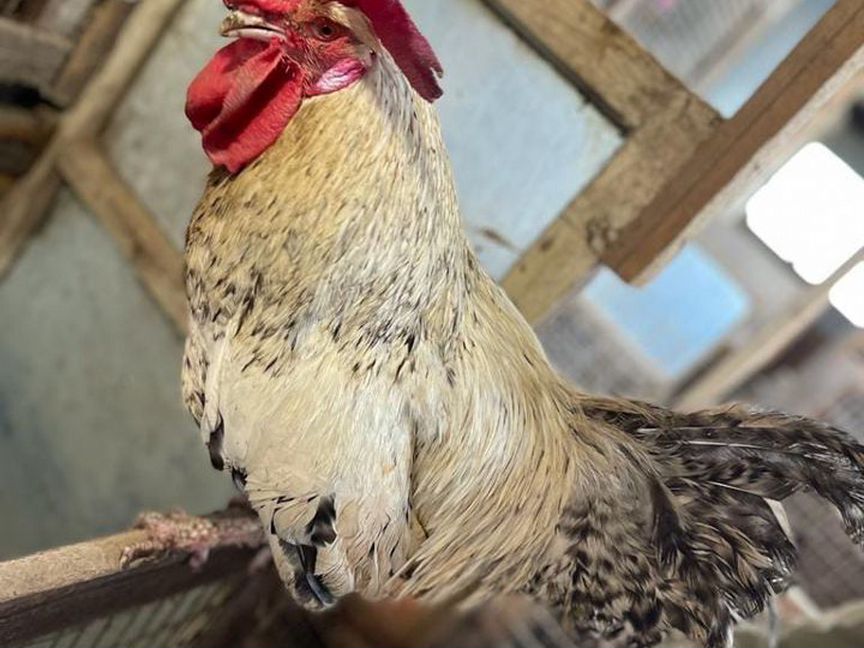 Продам петухов