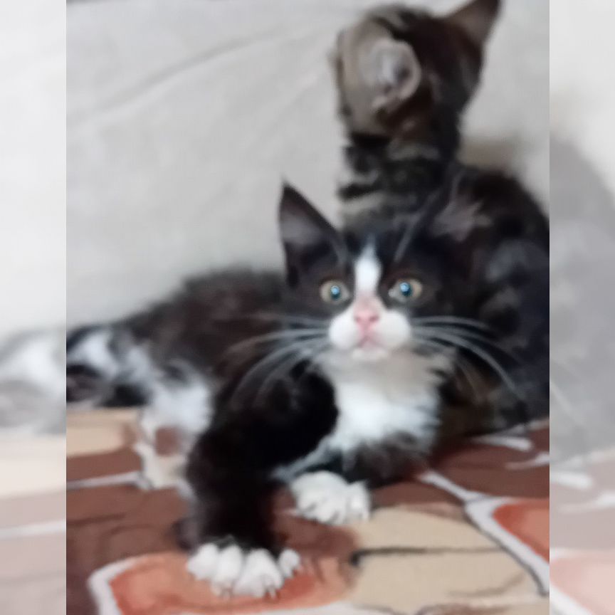 Мейн-кун котёнок