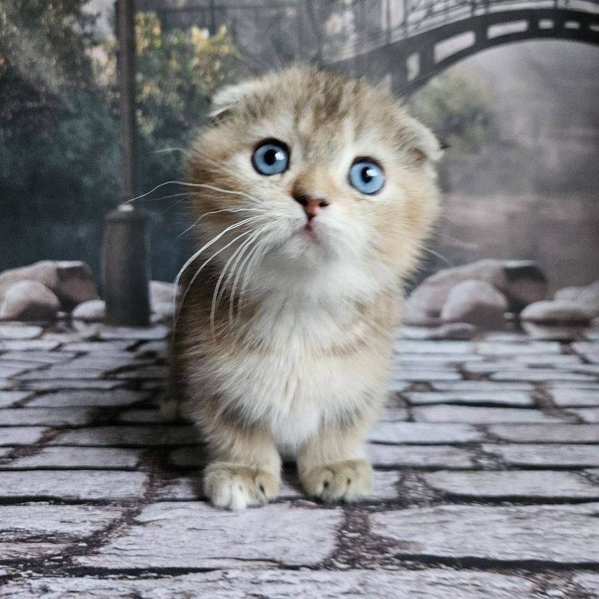 Манчкин фолд дгг