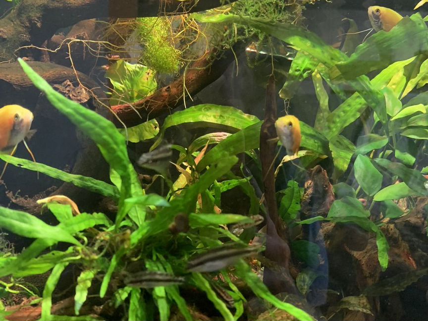 Пельвикахромис пульхера малек