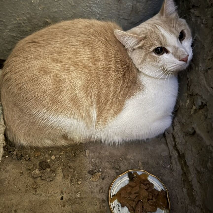 Кошка в добрые руки помогите найти дом
