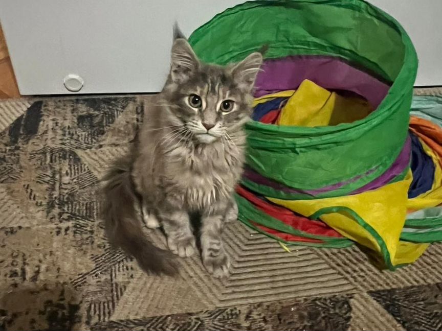 Котята мейн-кун
