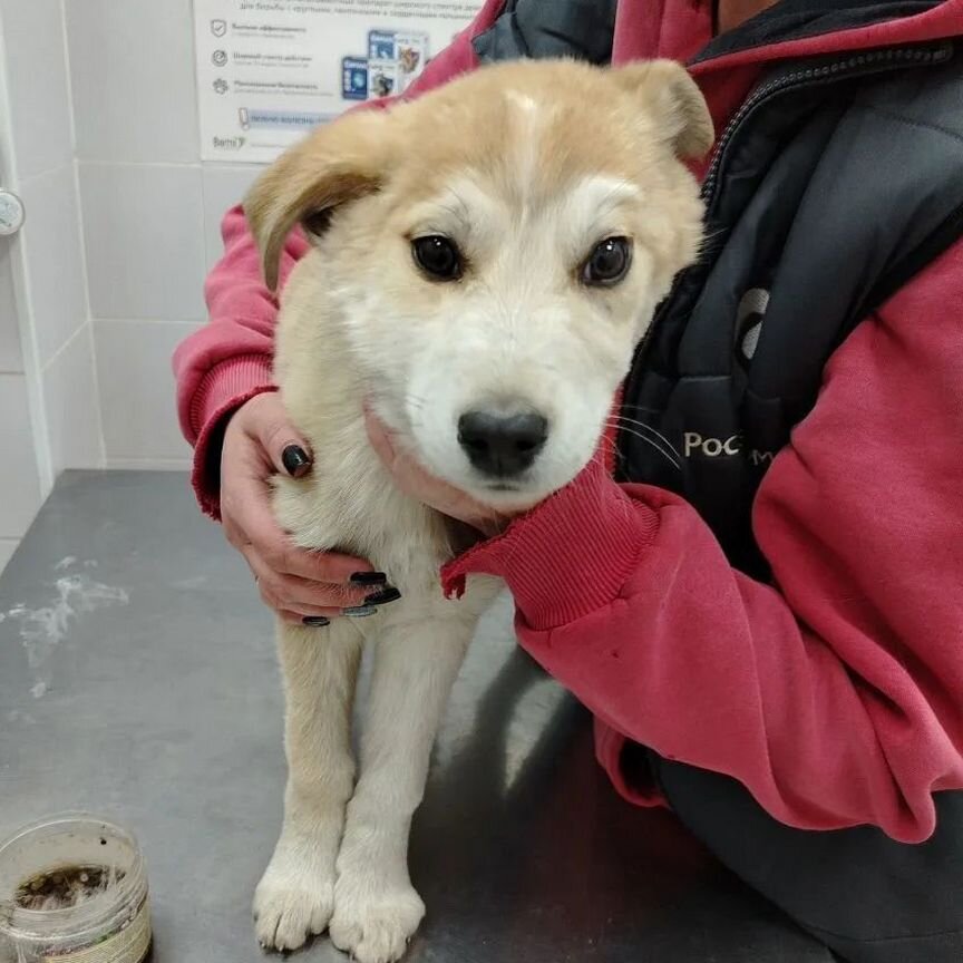 Щенок в добрые руки