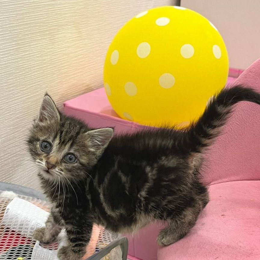 Котёнок в добрые руки