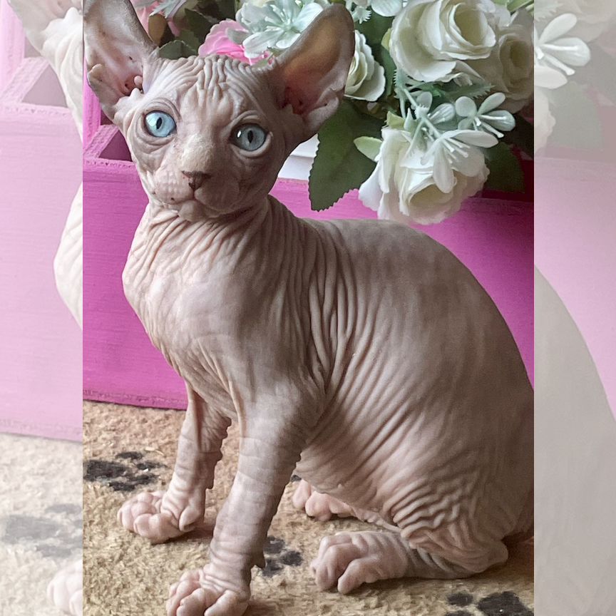 Канадский сфинкс котёнок