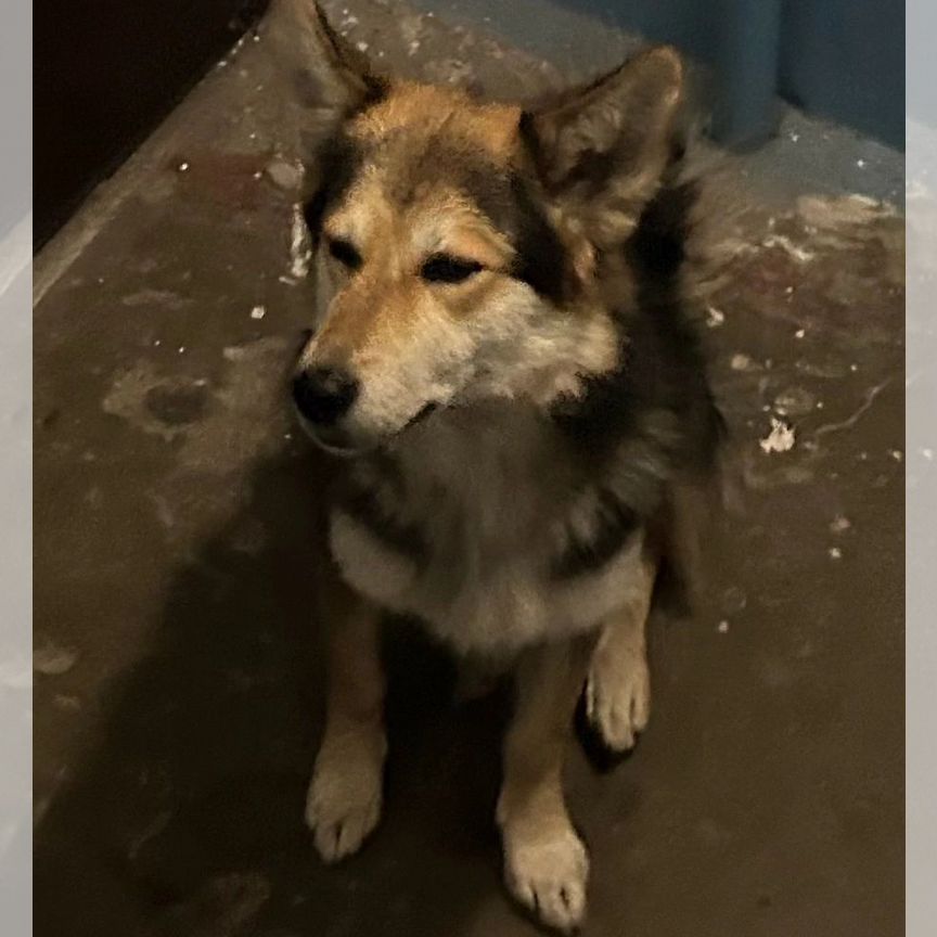 Собака в добрые руки