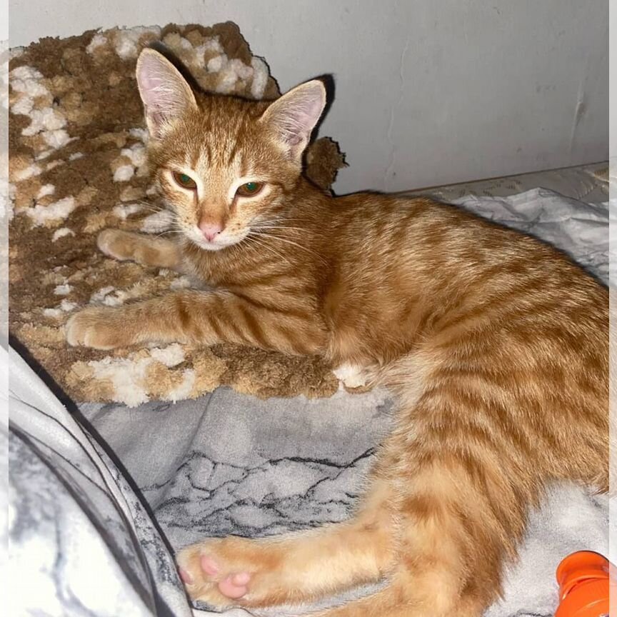 Котёнок в добрые руки