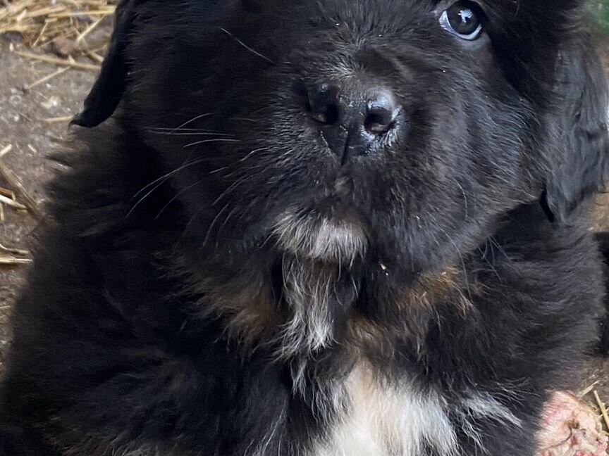 Тибетский мастиф щенки