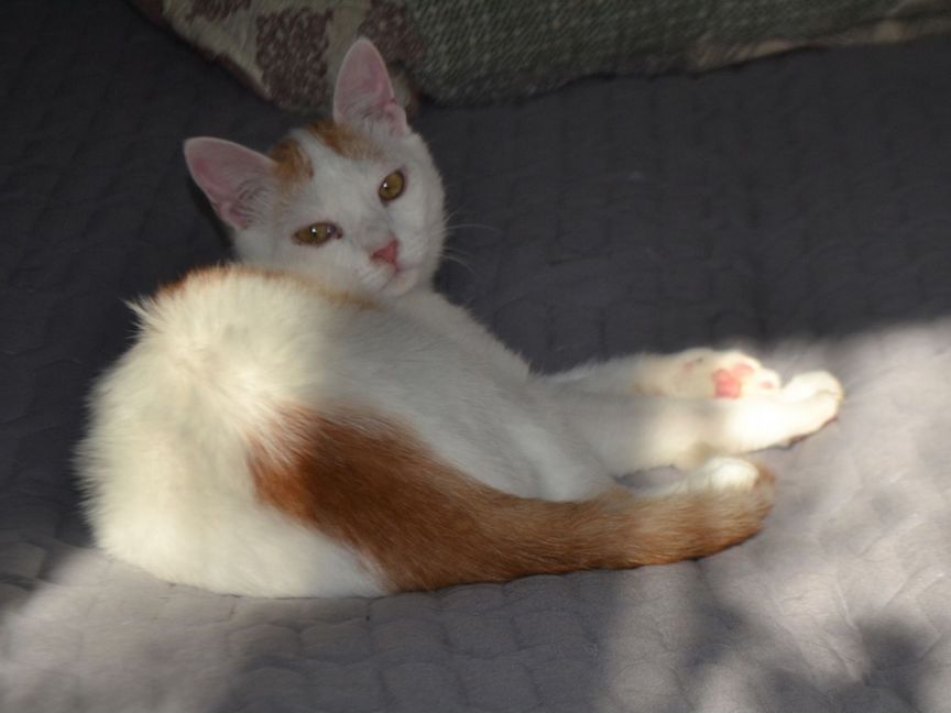 Отдам котика подростка