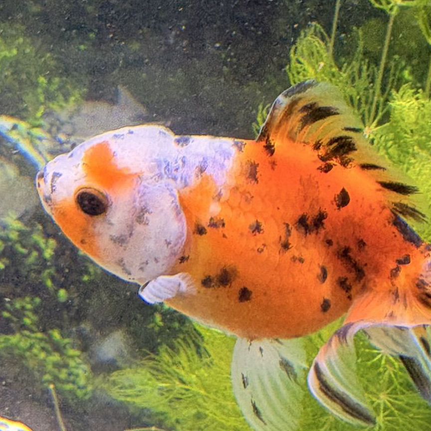 Золотые рыбки, телескоп