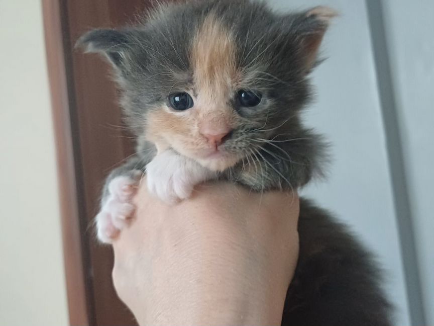 Котята мейн-кун