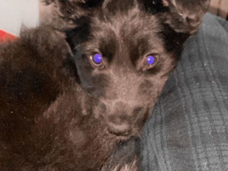 Отдам собаку бесплатно со всем набором