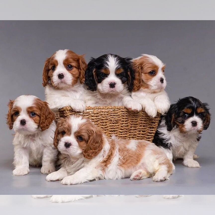Кавалер кинг чарльз спаниель, щенки