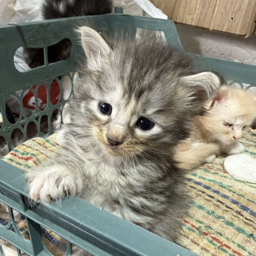 Мейн-кун котёнок