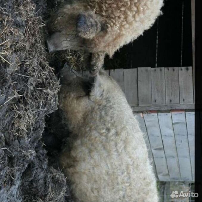 Венгерская мангалица