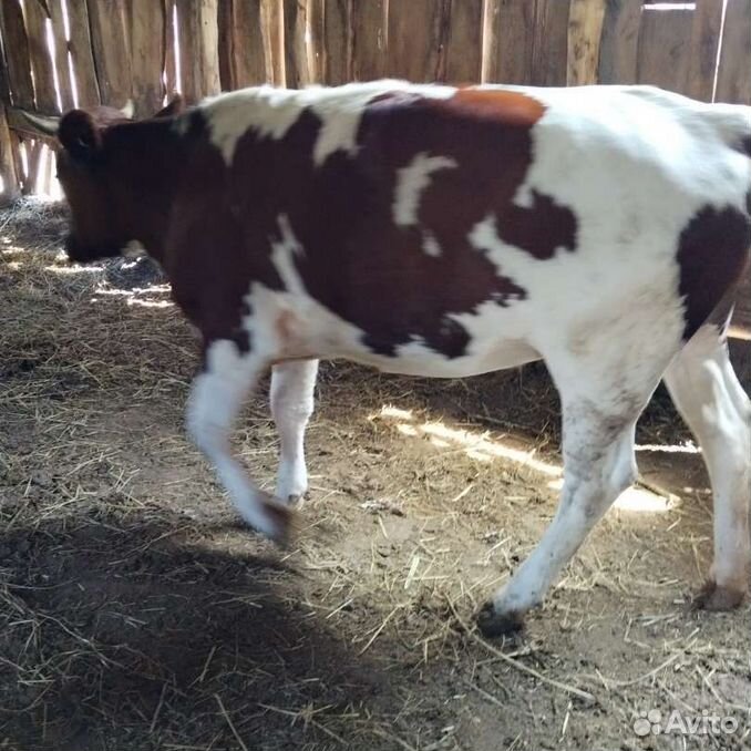 Тёлки на мясо