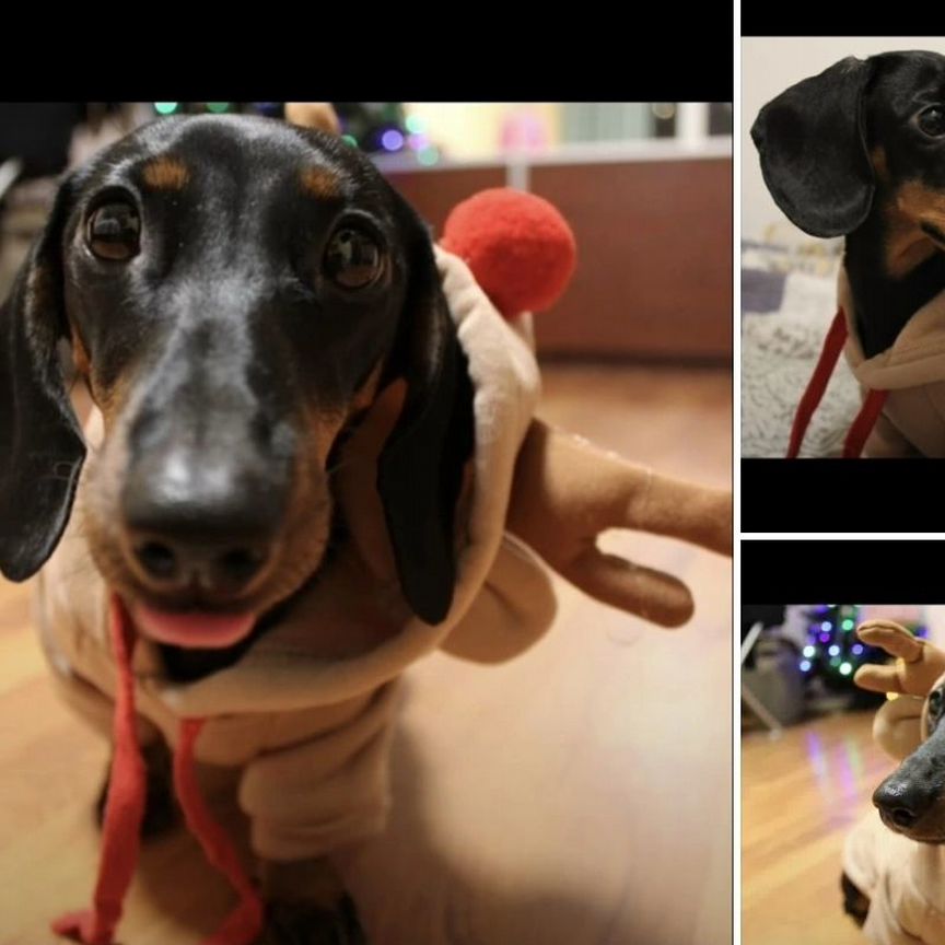 Карликовая такса, щенок