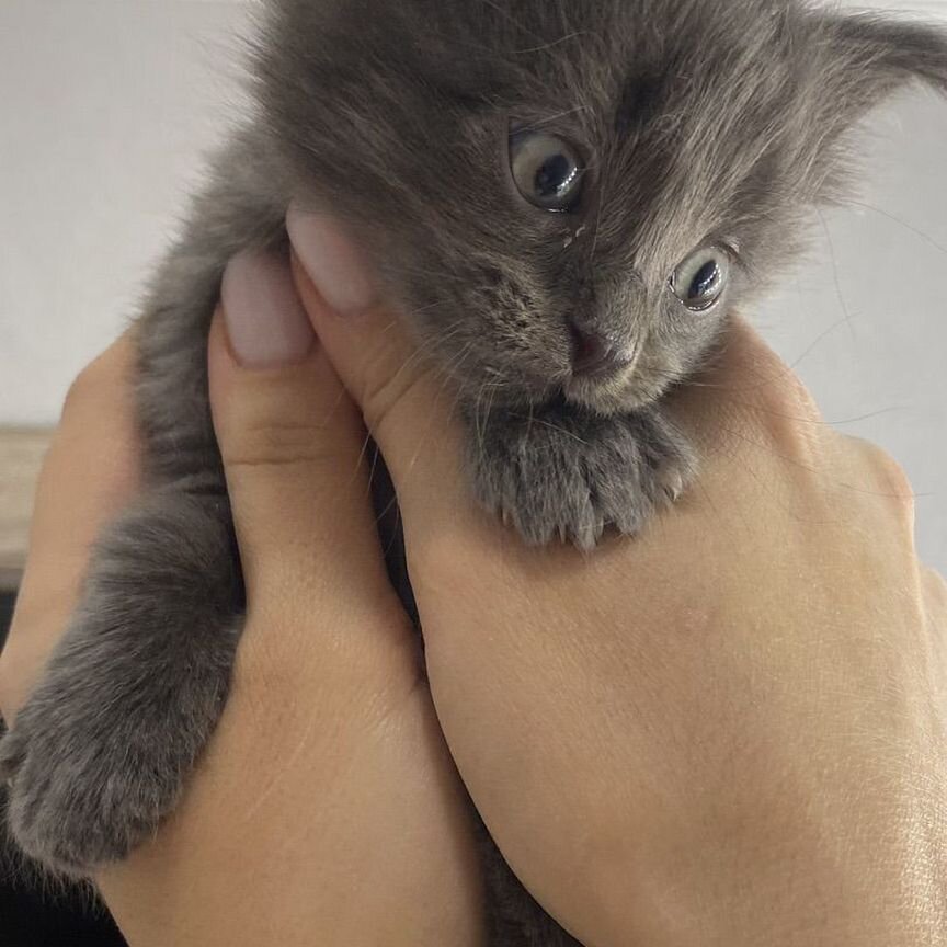 Котята в добрые руки 1 месяц