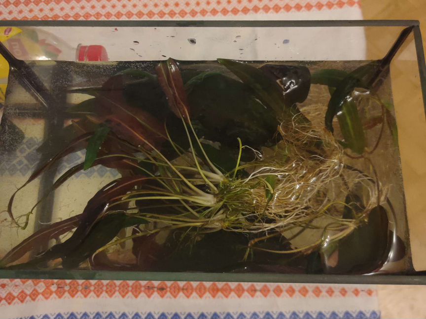 Аквариумные растения Криптокарина, Анубиас нано