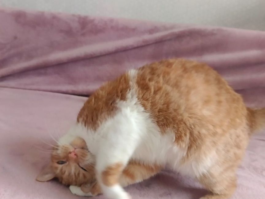 Кошечка Мэгги