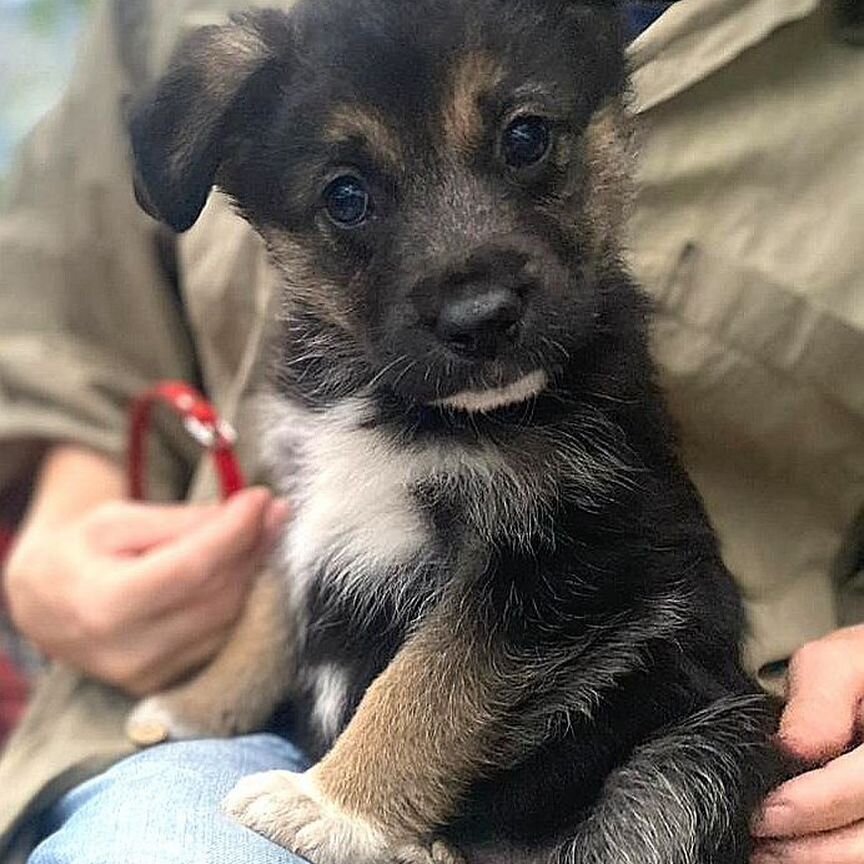 Овчаристые щенки в добрые руки