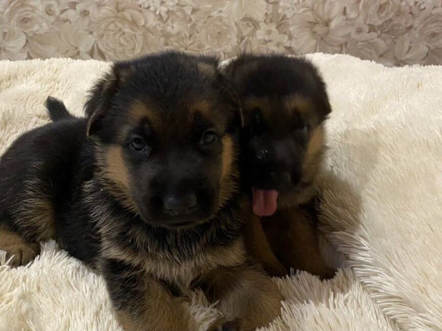 Щенки немецкой овчарки